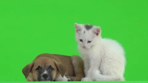 Screen and Slee Stock Videos – Royalty-Free HD & 4K Videos | Pond5