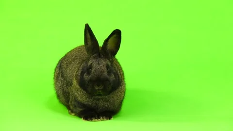 brown rabbit isolated on green screen ... | Stock Video | Pond5