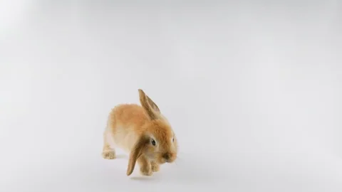 Brown rabbit, stands up on two legs, sni... | Stock Video | Pond5