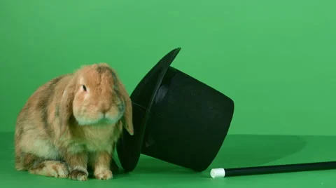 Brown rabbit, top hat and a magic wand o... | Stock Video | Pond5