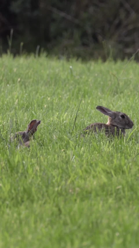 Visibility: "Hidden" Stock Videos – Royalty-Free HD & 4K Videos | Pond5