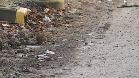 Rat Running Stock Video Footage | Royalty Free Rat Running Videos | Pond5