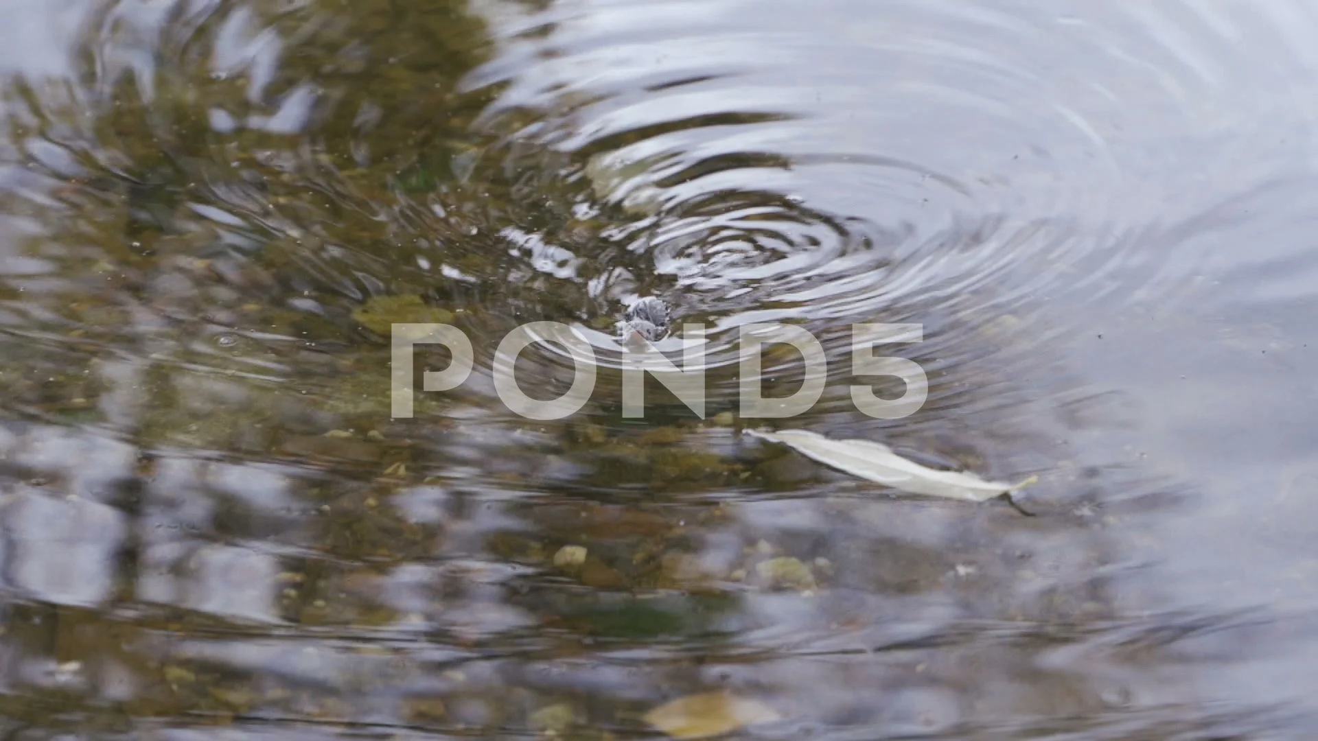 Rat Swimming Swimming Mouse Among 27 New Species Discovered In Peru