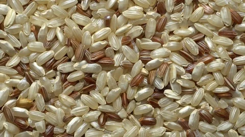 Brown Rice. Whole grains of Oryza sativa... | Stock Video | Pond5