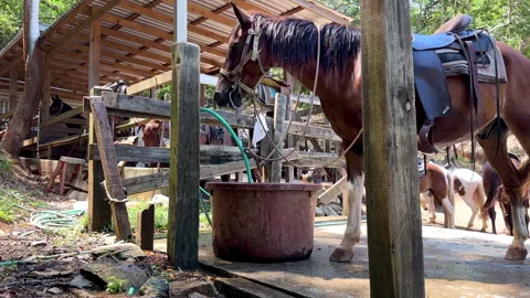 Brown riding horse wearing Western cowbo... | Stock Video | Pond5