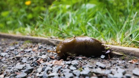 Campbell Brown Stock Videos – Royalty-Free HD & 4K Videos