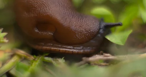 Brown slug macro foot sole tubercles ana... | Stock Video | Pond5