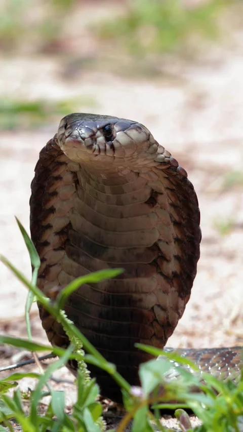 Spitting Clips4Sale Stock Videos – Royalty-Free HD & 4K Videos | Pond5