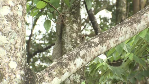 Sloth Toes Stock Videos – Royalty-Free HD & 4K Videos