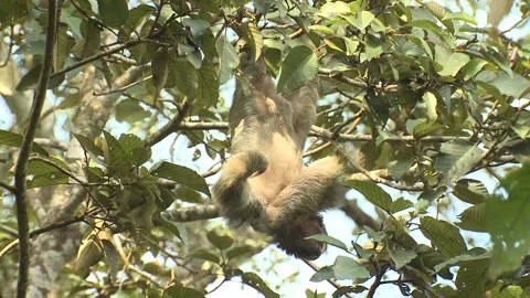 Hanging By Toes Stock Videos – Royalty-Free HD & 4K Videos | Pond5