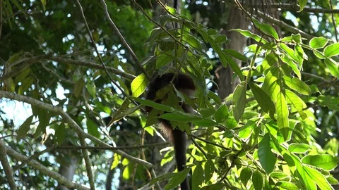 Titi Stock Footage ~ Royalty Free Stock Videos | Pond5