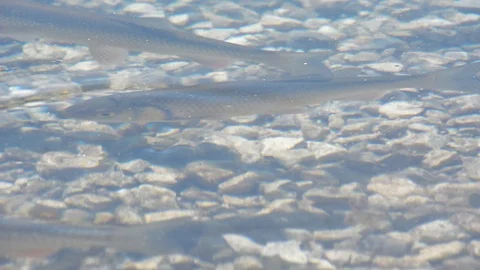 Brown trout fish swim under lake Bohinj ... | Stock Video | Pond5