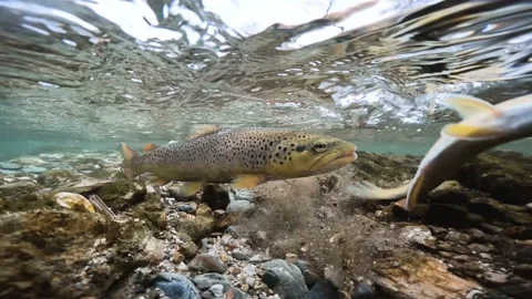 Brown Trout spawning underwater footage | Stock Video | Pond5