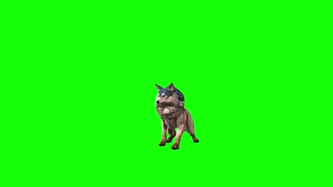 Brown Wolf death green screen animation... | Stock Video | Pond5