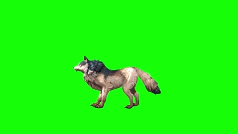 Brown Wolf idle green screen animation 3... | Stock Video | Pond5