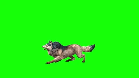 Brown Wolf jump around green screen an... | Stock Video | Pond5