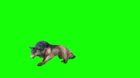 Brown Wolf jump attack green screen an... | Stock Video | Pond5