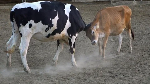 Brown young bull and cow making love. Co... | Stock Video | Pond5