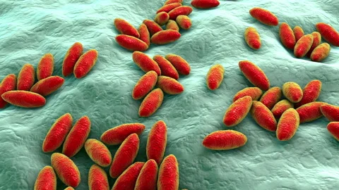 Brucella bacteria, 3D animation. Gram-ne... | Stock Video | Pond5