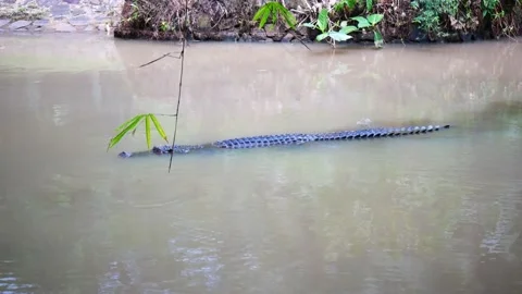 Buaya Muara Ragunan Zoo | Stock Video | Pond5