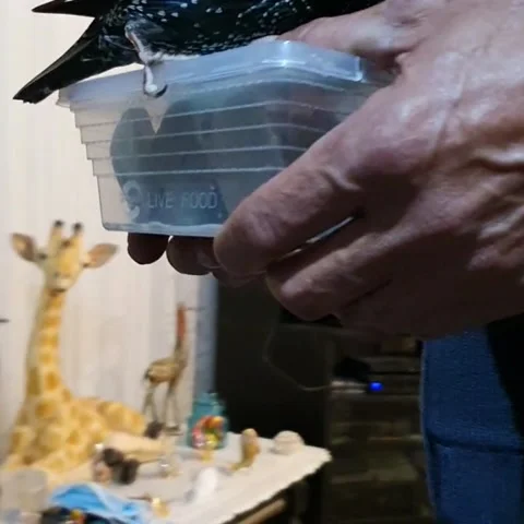 Bubba The Bird Stock Videos – Royalty-Free HD & 4K Videos