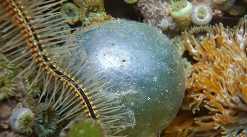 Bubble algae Valonia ventricosa underwat... | Stock Video | Pond5