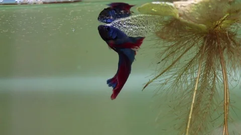 Bubble nest is being built by fish. | Stock Video | Pond5