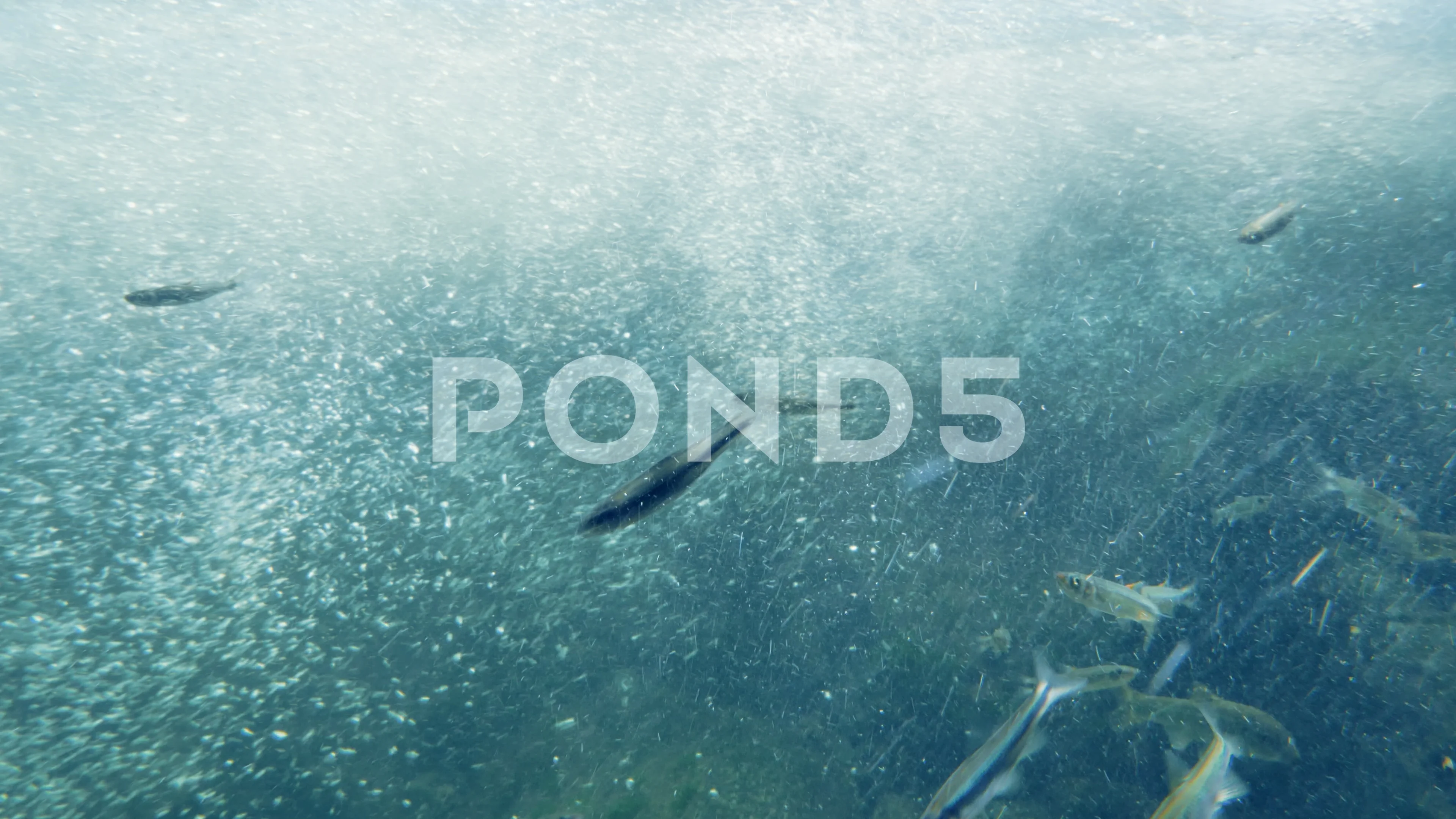 Underwater Bubbles Fish