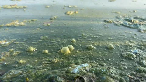 Bubbles In The Swamp Near The Shore Back... | Stock Video | Pond5