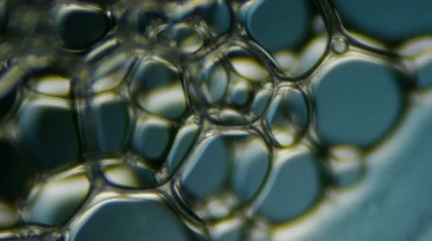 bubbles under a microscope | Stock Video | Pond5