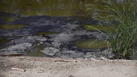 Tar Pits Stock Videos – Royalty-Free HD & 4K Videos