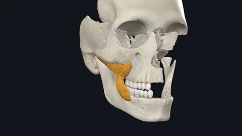 The buccal fat pad, also known as Bichat... | Stock Video | Pond5