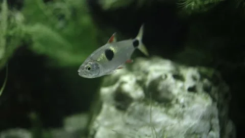 Bucktooth tetra fish swimming in the wat... | Stock Video | Pond5