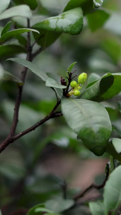 Budding Plant and Window Background | Stock Video | Pond5
