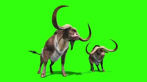 Greenscreen Bison Stock Footage ~ Royalty Free Stock Videos | Pond5