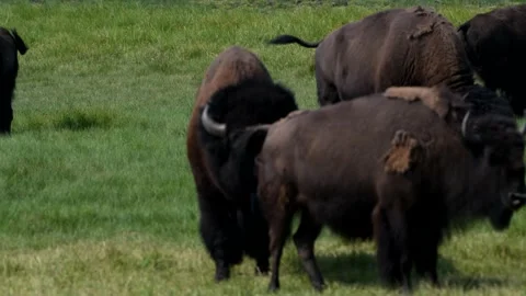 Bulls Mating Cows Stock Video Footage | Royalty Free Bulls Mating Cows ...