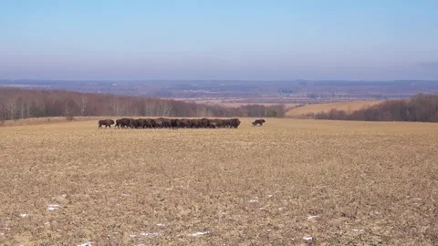 Buffalo farming. Free range bison popula... | Stock Video | Pond5