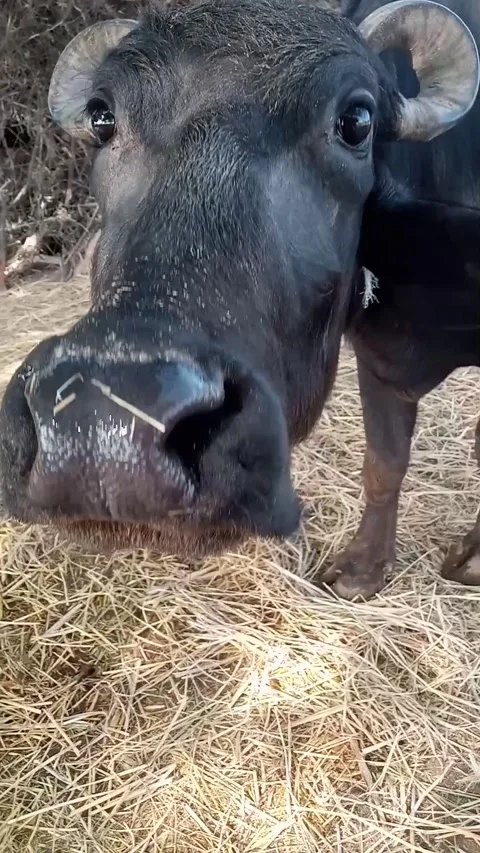 Female Buffelow Stock Footage ~ Royalty Free Stock Videos | Pond5