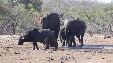 Scared Elephant Stock Footage ~ Royalty Free Stock Videos | Pond5