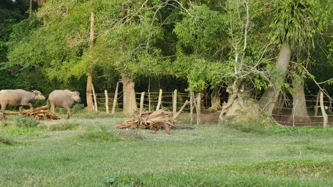 Baby Come Back Stock Videos – Royalty-Free HD & 4K Videos