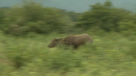 Water Buffalo Running Stock Video Footage | Royalty Free Water Buffalo ...