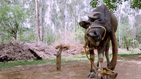 Head Post Stock Videos – Royalty-Free HD & 4K Videos | Pond5