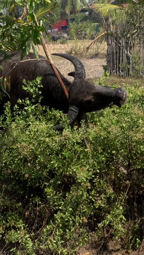 Buffalo scratching its head on a tiny tr... | Stock Video | Pond5