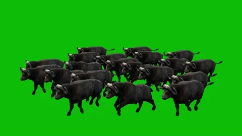 Buffalo Stampede Green Screen Animation ... | Stock Video | Pond5