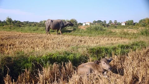 Tied Up F Stock Videos – Royalty-Free HD & 4K Videos | Page 5