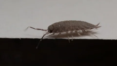 Slater Bug Stock Video Footage | Royalty Free Slater Bug Videos | Pond5