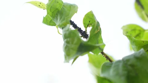 Bug Infested Tree Branch on White Backgr... | Stock Video | Pond5