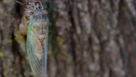 Insect Life Cycle Stock Footage ~ Royalty Free Stock Videos | Pond5