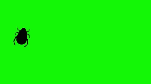 Bug walking animation on green screen ch... | Stock Video | Pond5