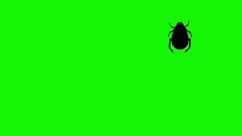 Bug walking animation on green screen ch... | Stock Video | Pond5